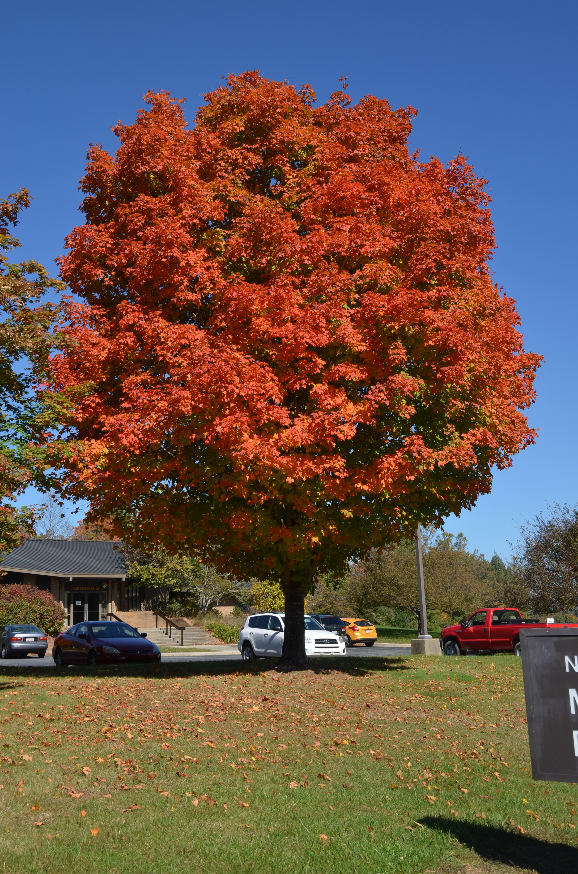 Sugar Maple Is A Four Star Autumn Attraction What Grows There Hugh