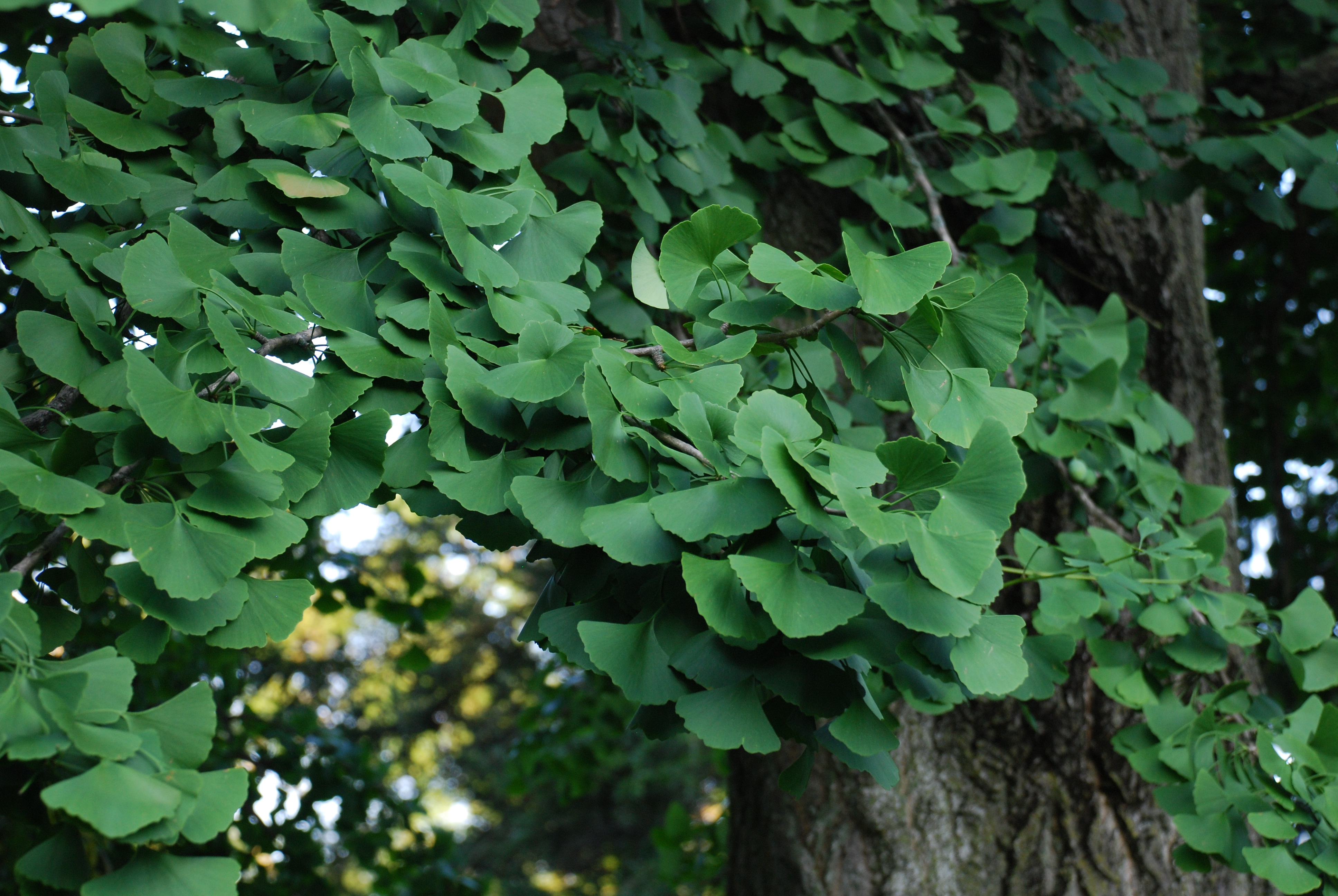 List Of Dioecious Trees And Shrubs What Grows There Hugh Conlon List Of Dioecious Trees And Shrubs What Grows There Hugh Conlon