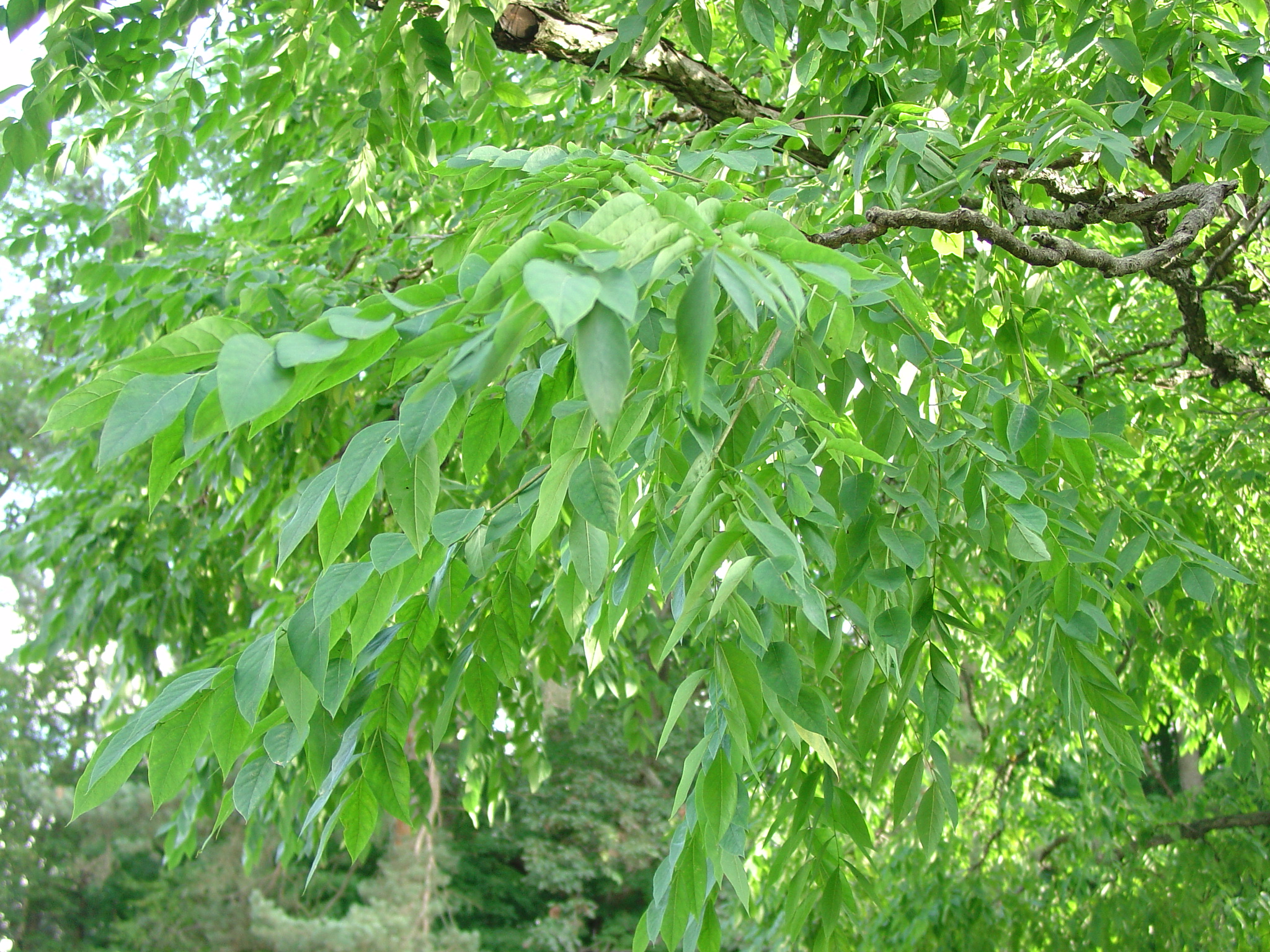 List Of Dioecious Trees And Shrubs What Grows There Hugh Conlon List Of Dioecious Trees And Shrubs What Grows There Hugh Conlon