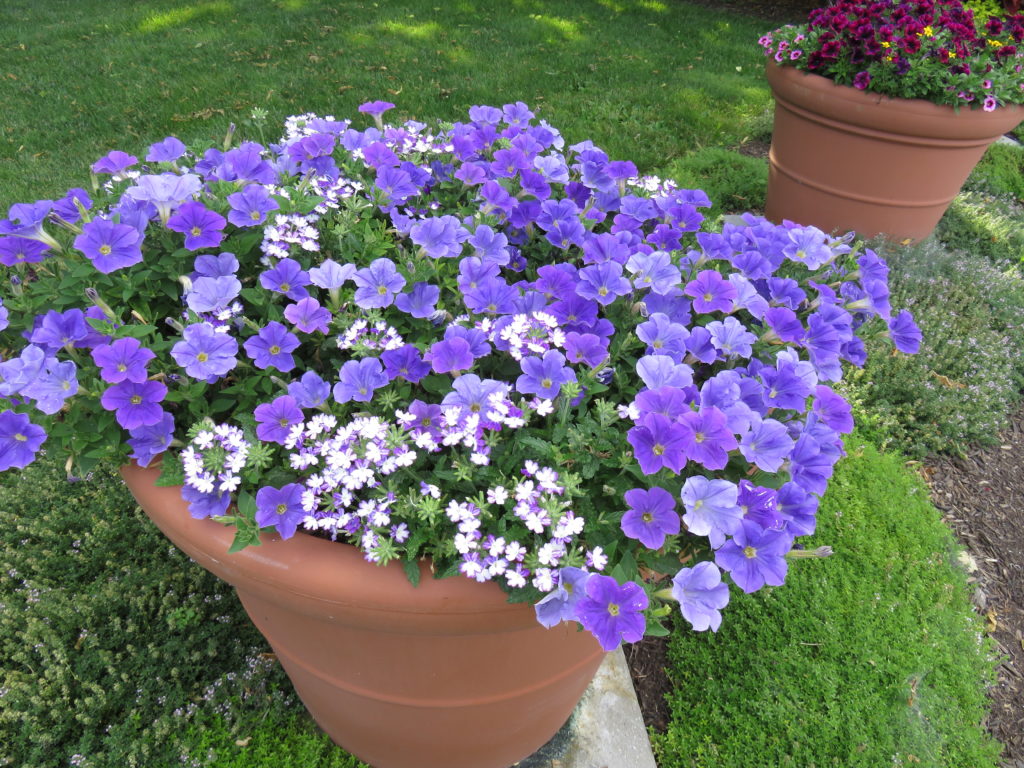 Summer Heat And Drought Tolerant Annuals What Grows There Hugh Summer Heat And Drought Tolerant Annuals What Grows There Hugh