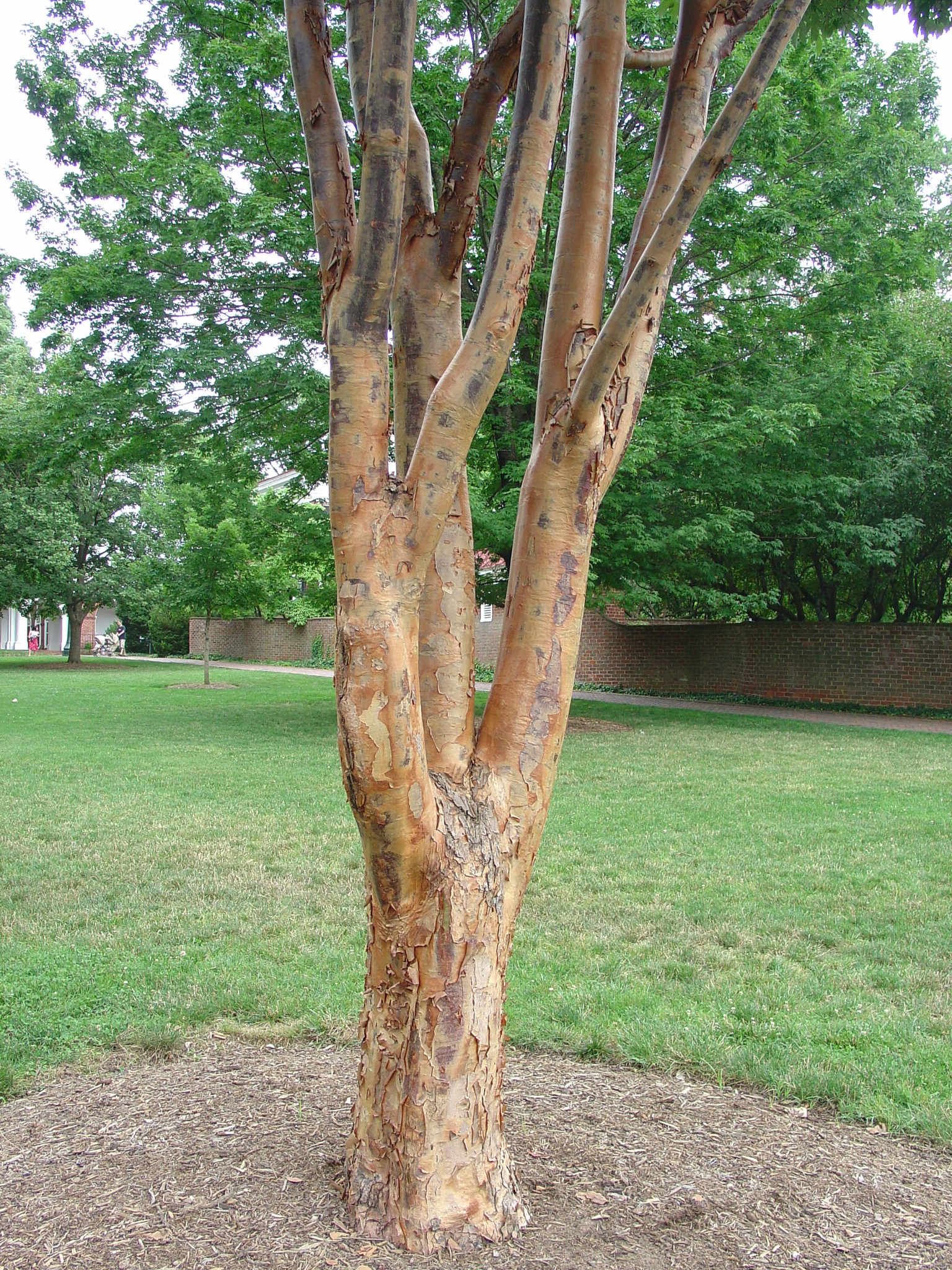 Landscape Trees With Winter Interest | What Grows There :: Hugh Conlon ...