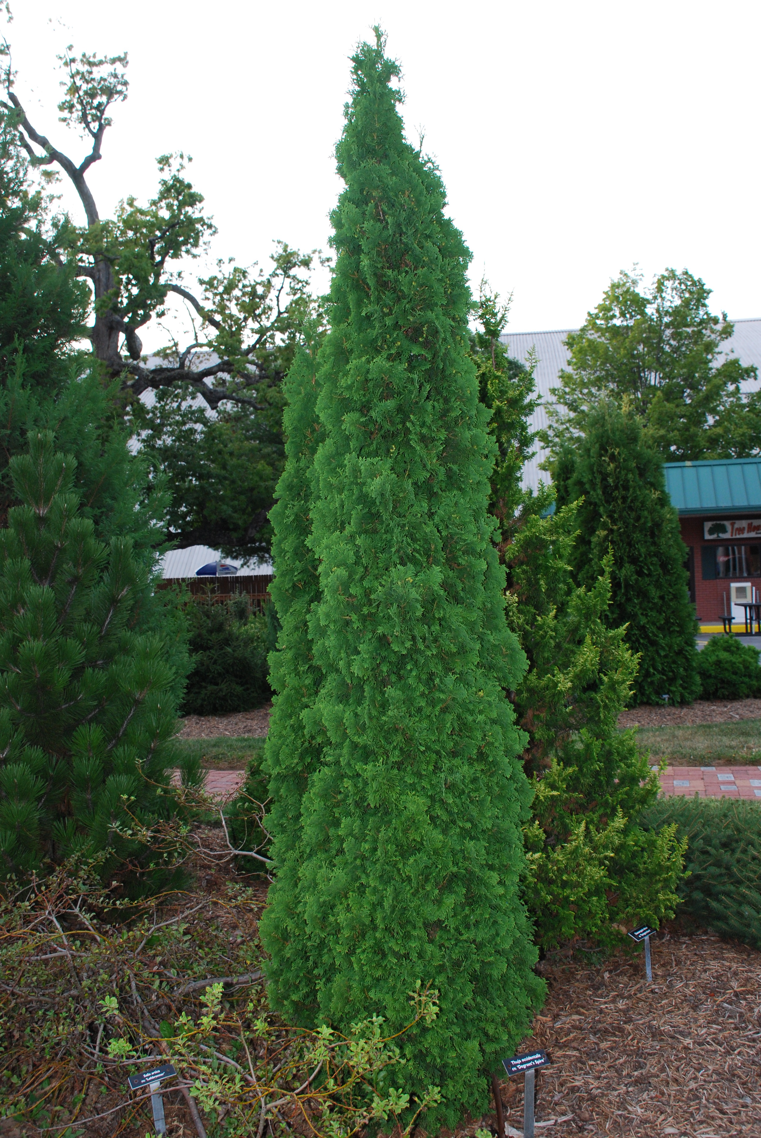 Five Evergreens For Small Garden Spaces | What Grows There :: Hugh ...