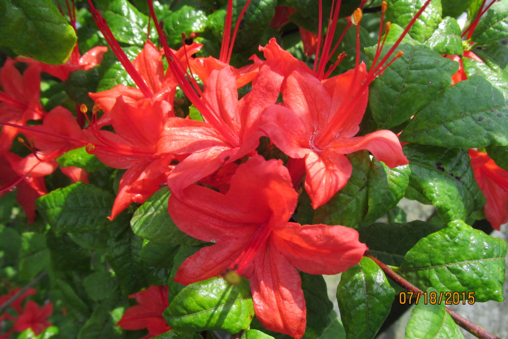 July Blooming Plumleaf Azalea | What Grows There :: Hugh Conlon ...