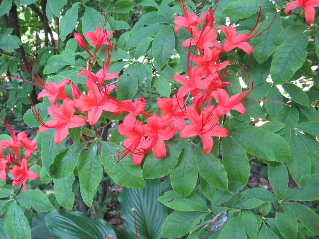 July Blooming Plumleaf Azalea | What Grows There :: Hugh Conlon ...